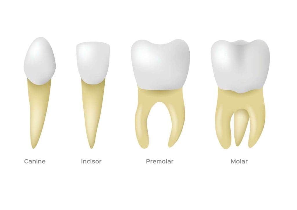 3 Parts Of Teeth - An Exciting Look On Anatomy