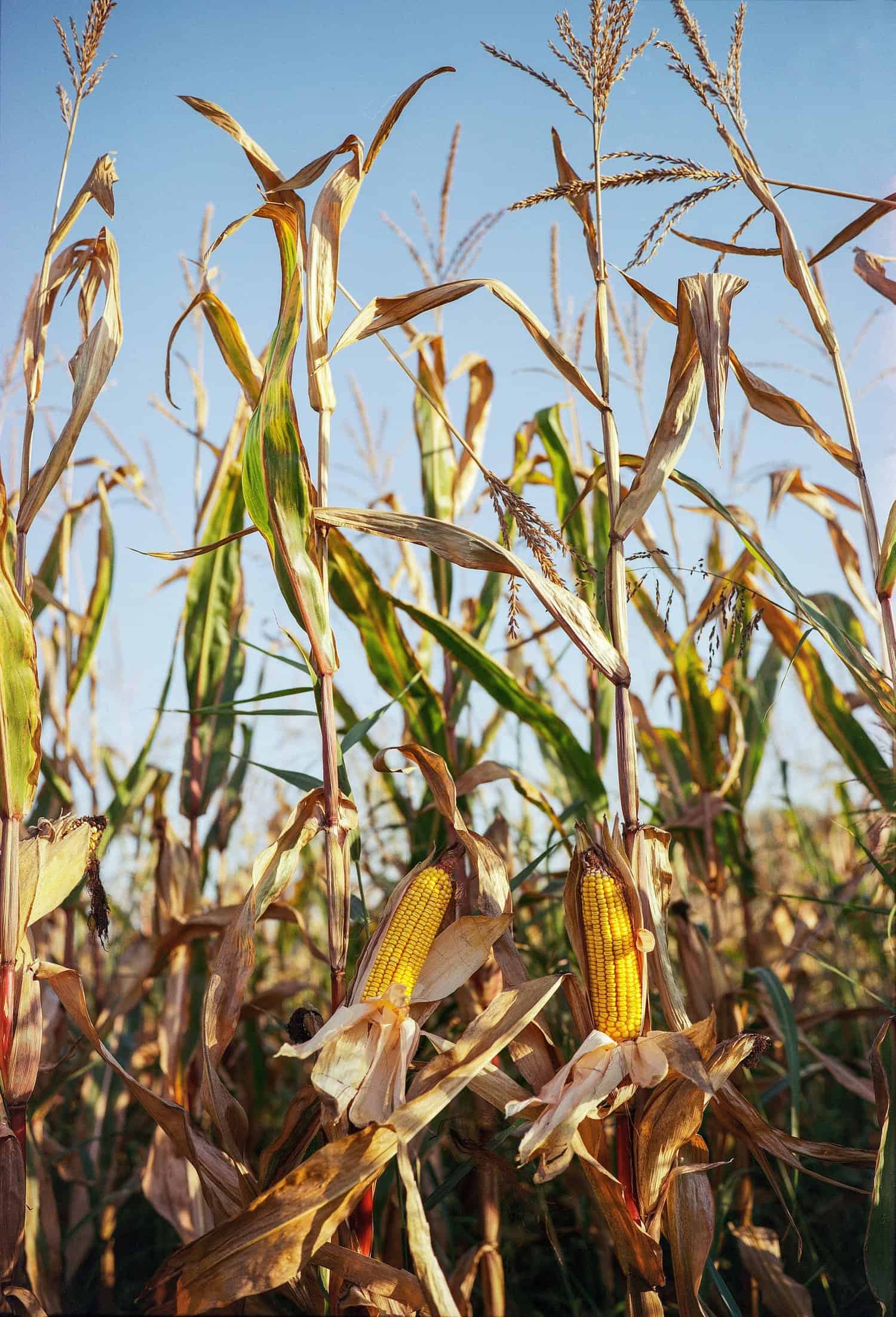 8 Common Corn Allergy Symptoms To Watch For
