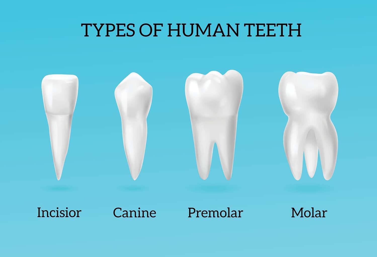Know The 4 Different Types Of Teeth And Their Functions