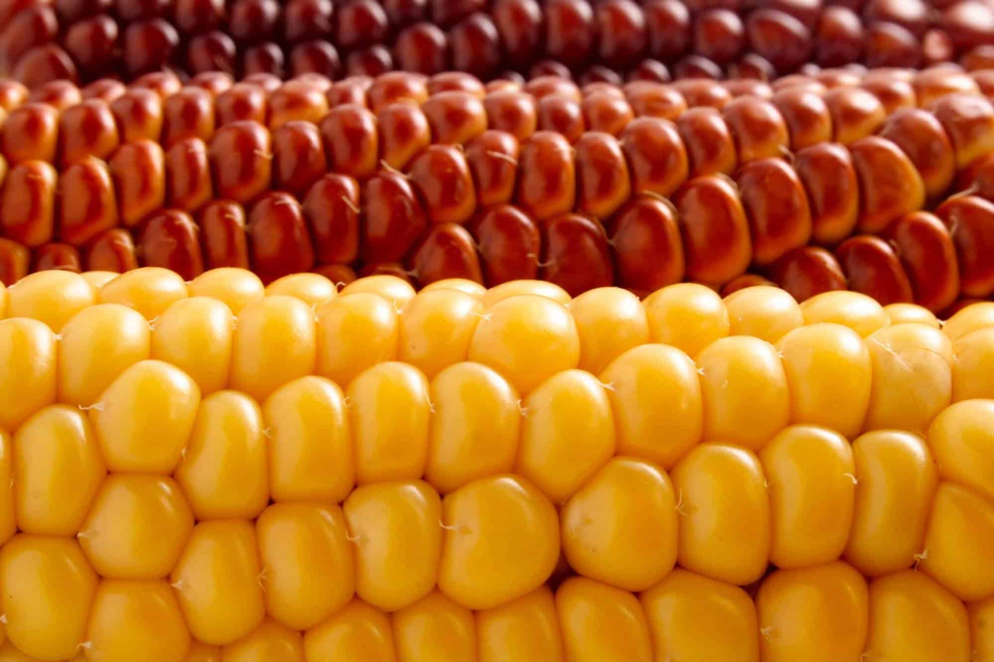 8 Common Corn Allergy Symptoms To Watch For