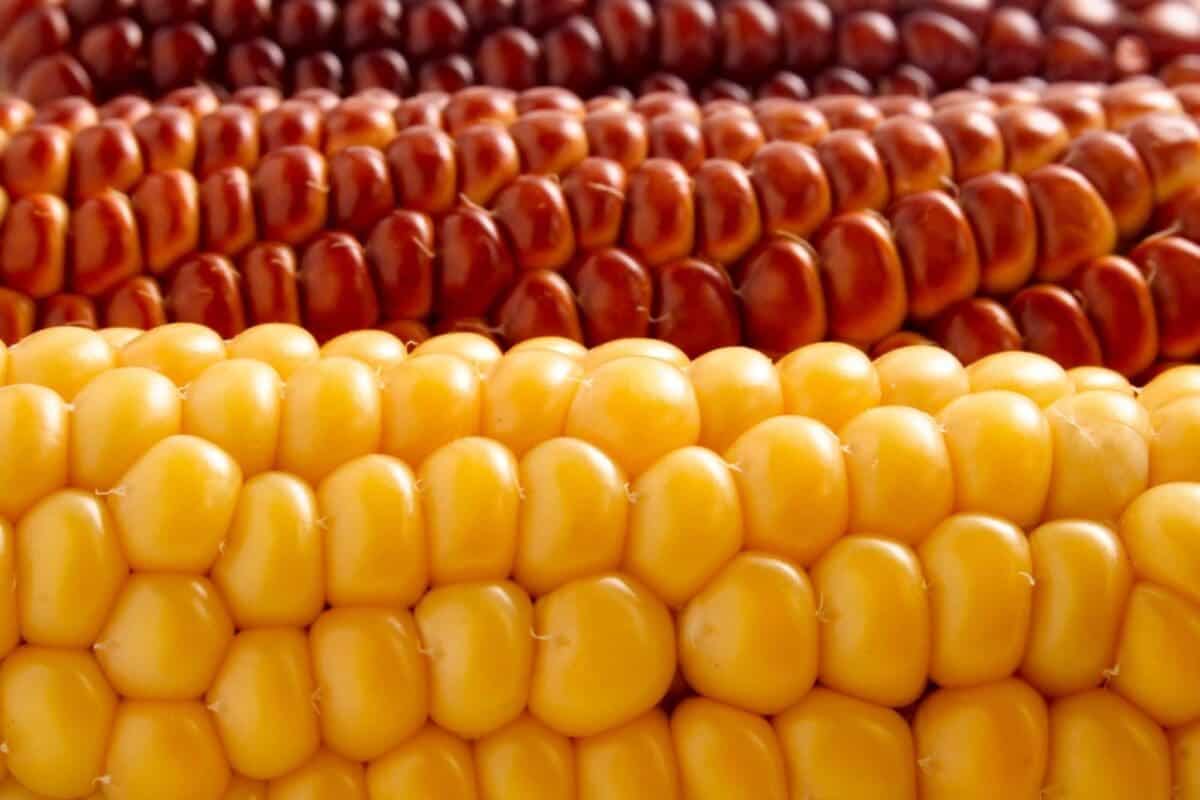 8 Common Corn Allergy Symptoms To Watch For