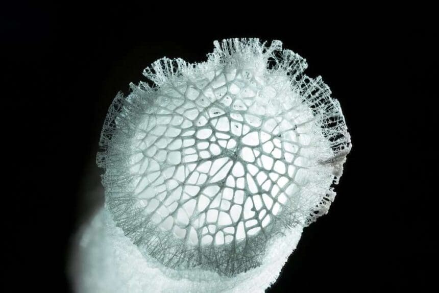 6 Captivating Facts About Venus Flower Basket