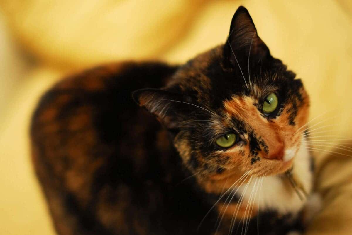Simple Facts: Trisomy 21 Or Down Syndrome In Cats - Icy Health