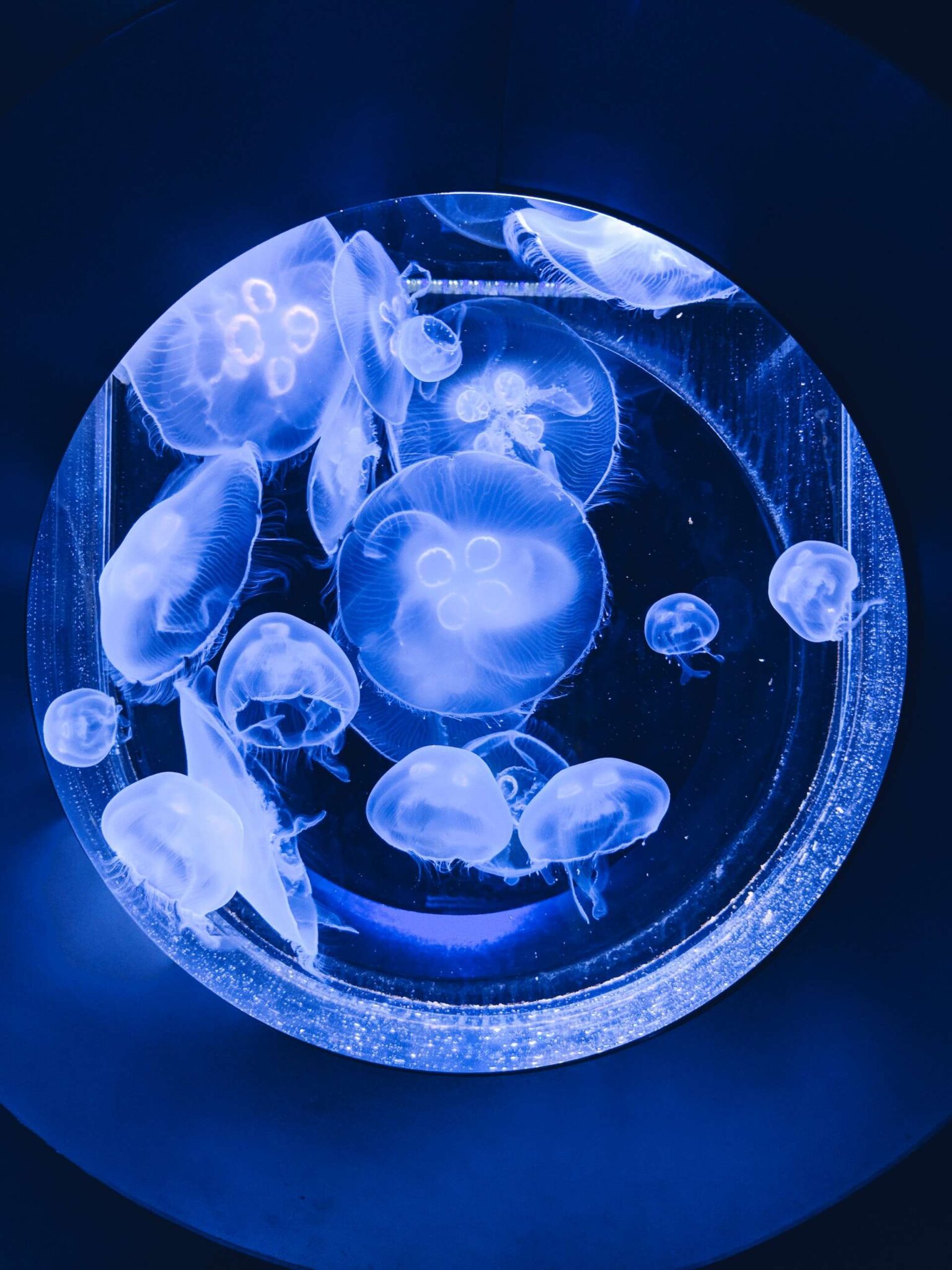 What Are Cnidarians? Facts About 4 Amazing Species - Icy Health