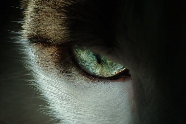 Simple Facts: Trisomy 21 Or Down Syndrome In Cats - Icy Health