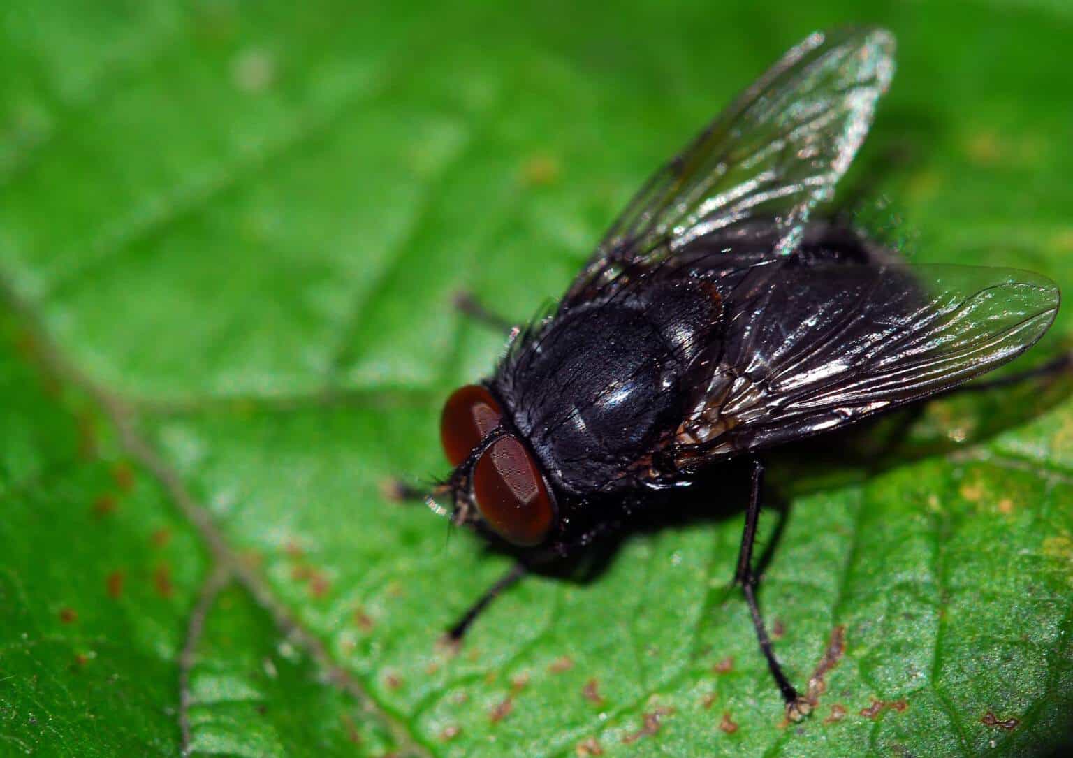 What Are Black Fly Bites? 101 Guide