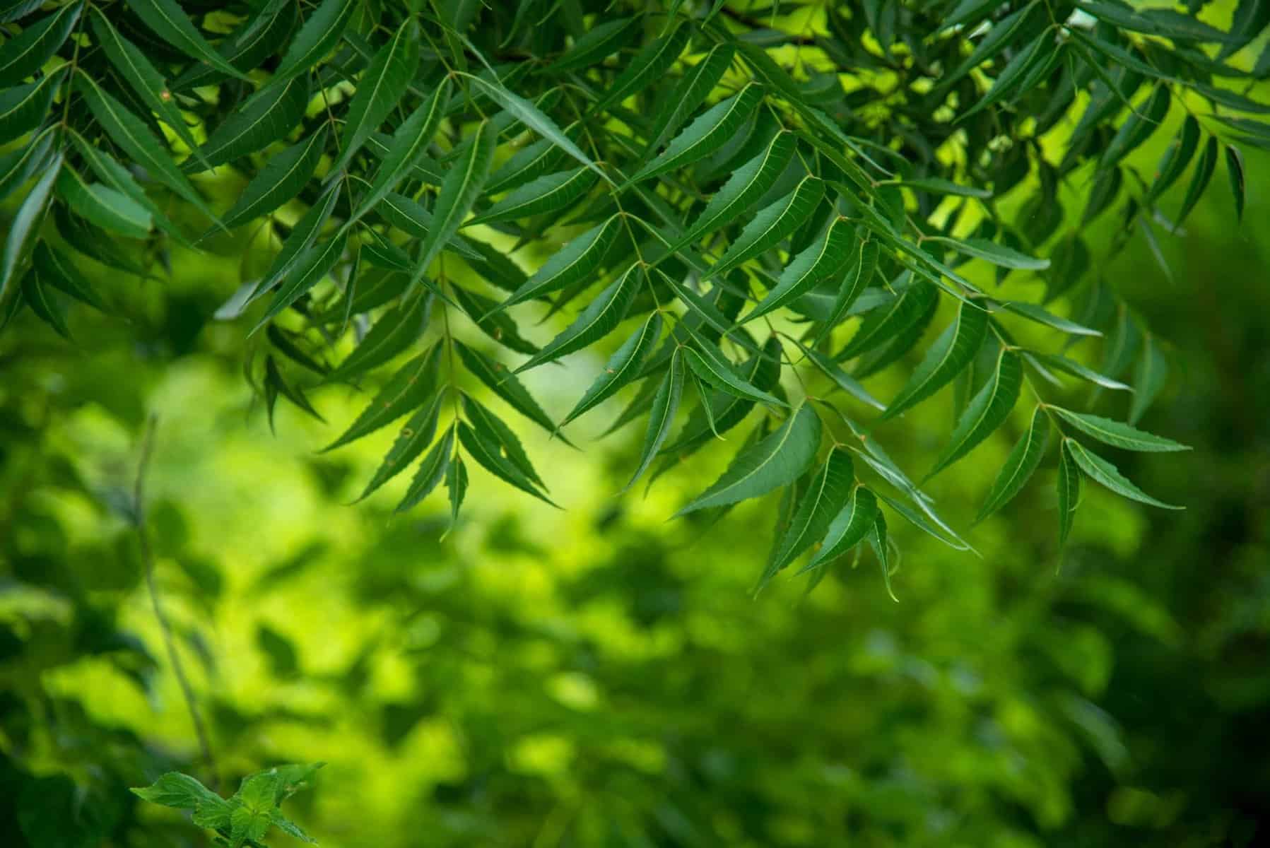 How To Tell If Scabies Is Going Away: 5 Natural Remedies