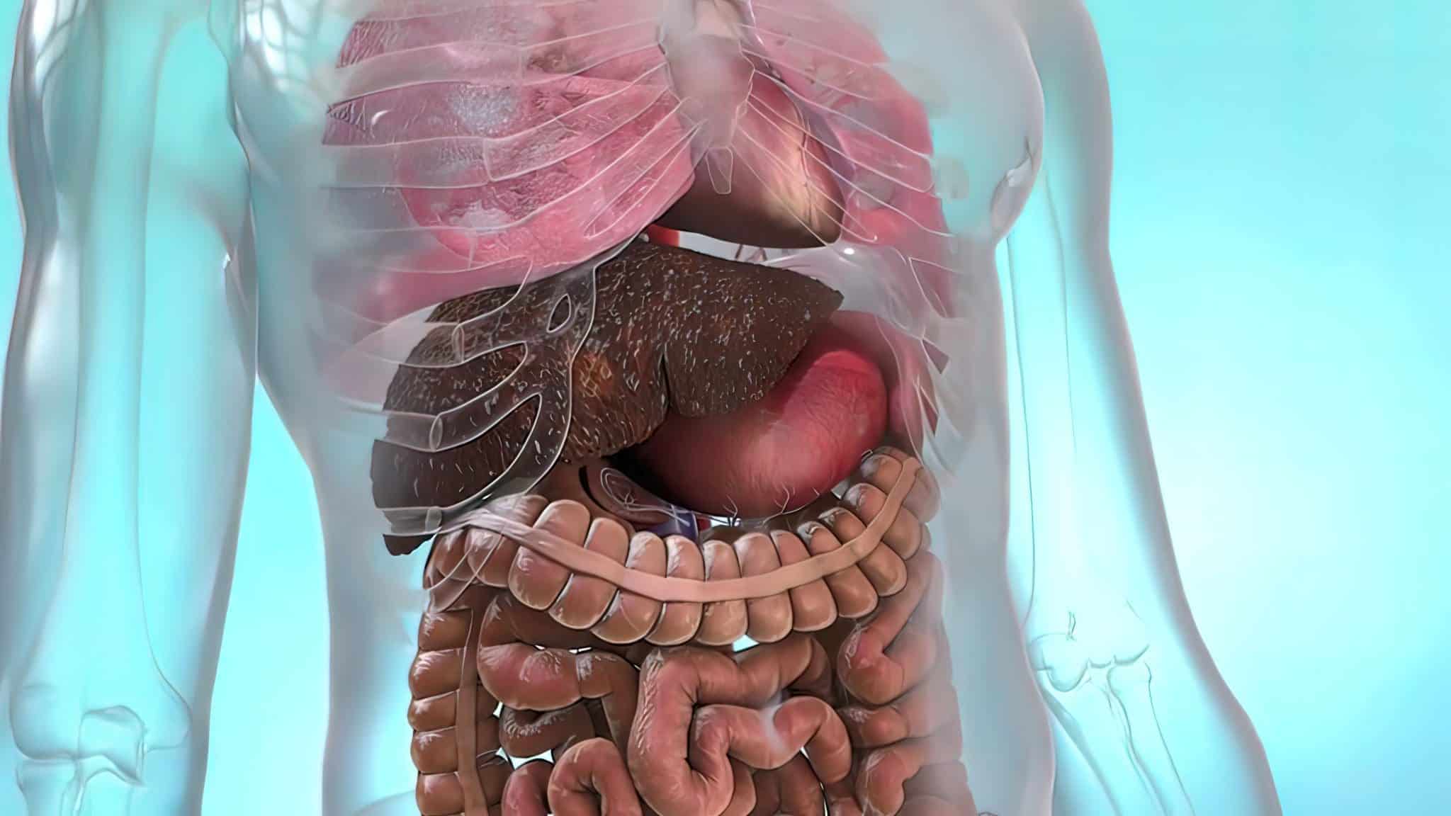 What Causes Liver Cysts: 4 Important Treatment You Must Know
