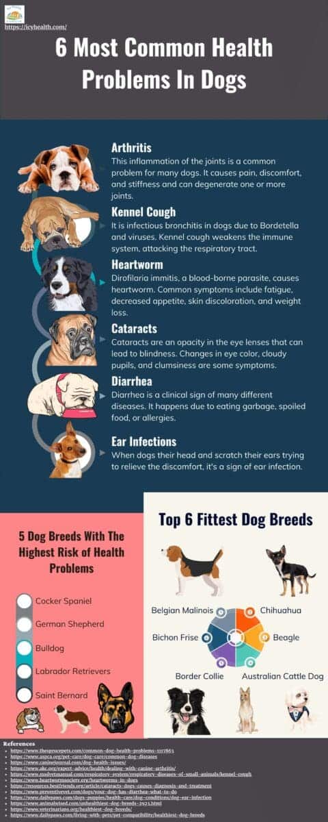 3 Amazing Guides On How To Treat Anaemia In Dogs At Home