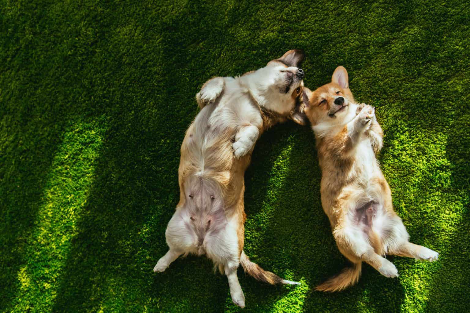 What Can I Give My Dog For Arthritis 7 Important Facts what-can-i-give-my-dog-for-arthritis-7-important-facts