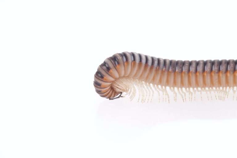 Are Centipedes Poisonous: 4 Key Points To Know