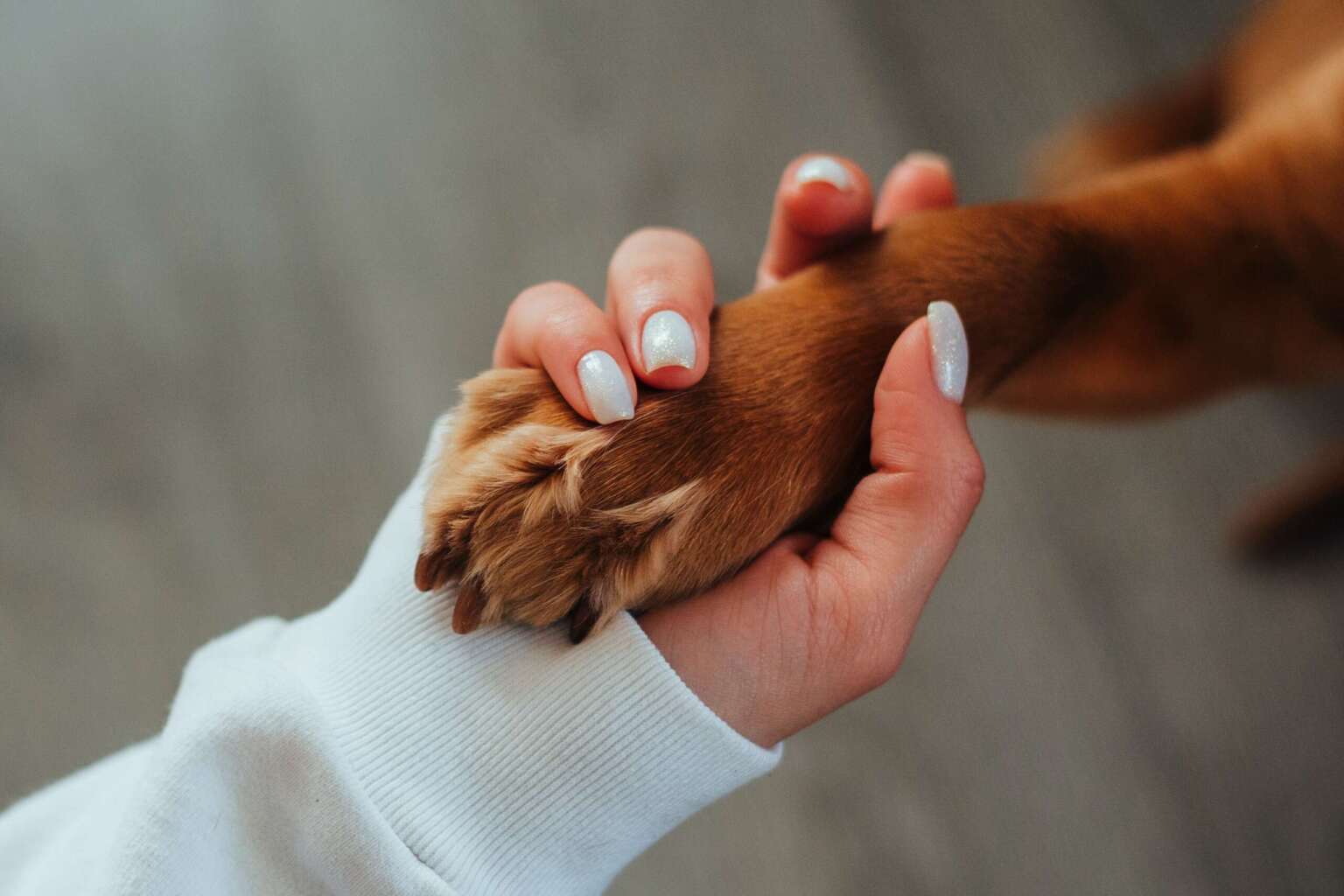 Dog with Down Syndrome: 4 Important Facts One Must Know - Icy Health