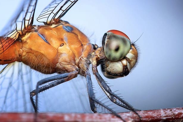 All You Need To Know About Dragonfly Bites