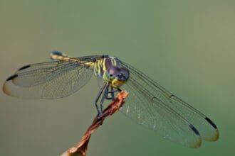 All You Need To Know About Dragonfly Bites