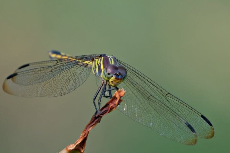 All You Need To Know About Dragonfly Bites