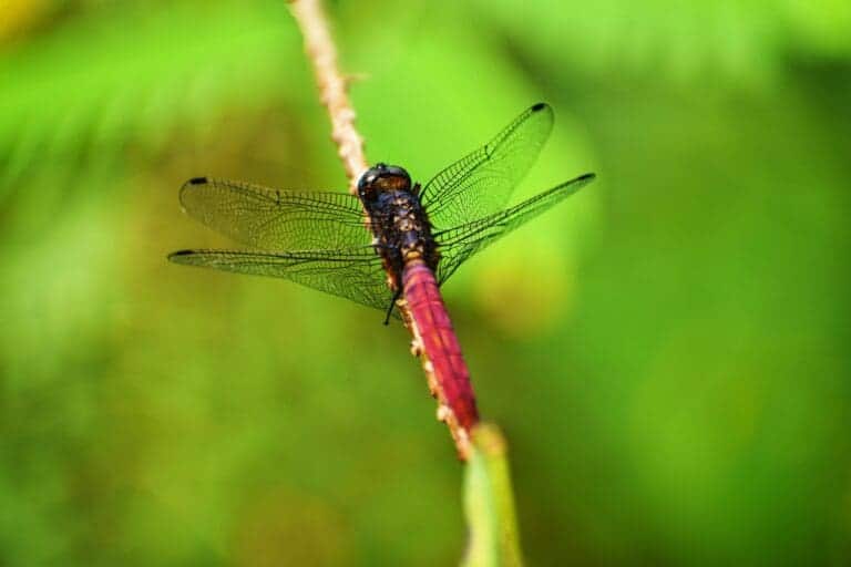 All You Need To Know About Dragonfly Bites